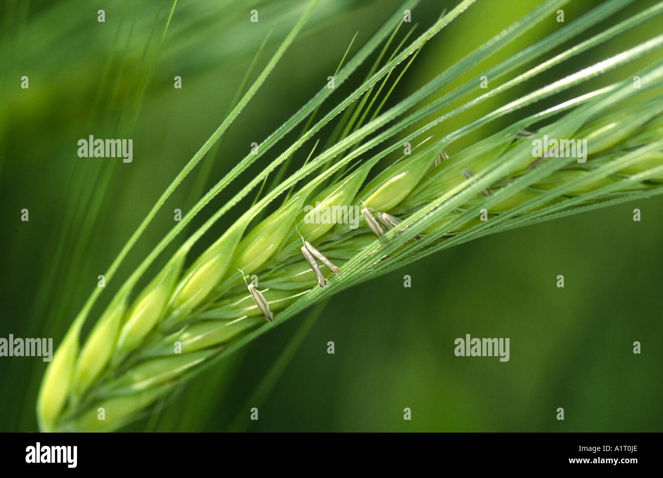barley in flower Stock Photo - Alamy