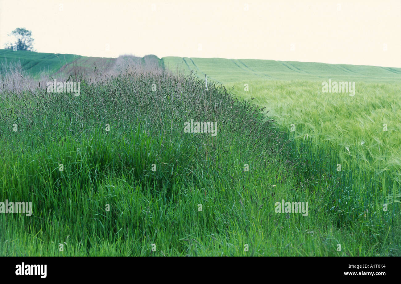 Native beetles hi-res stock photography and images - Alamy