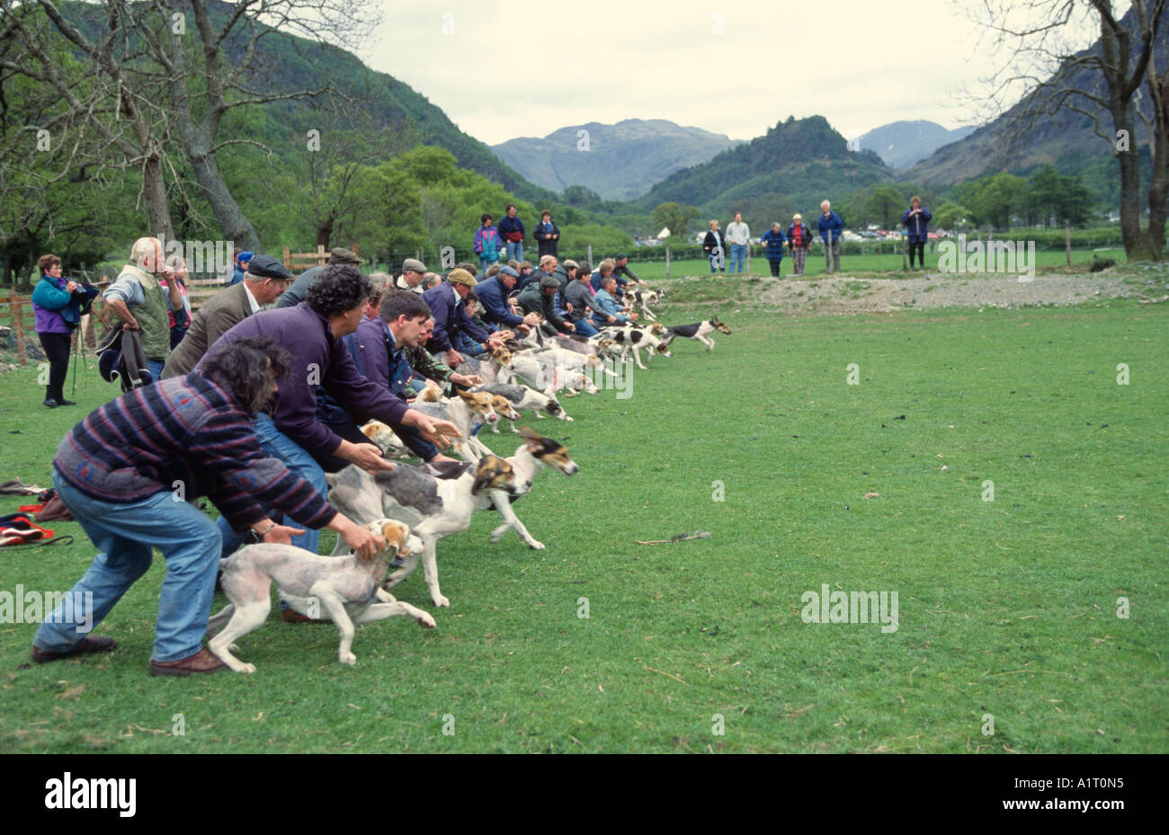 the start of a hound trail race Cumbria Stock Photo - Alamy