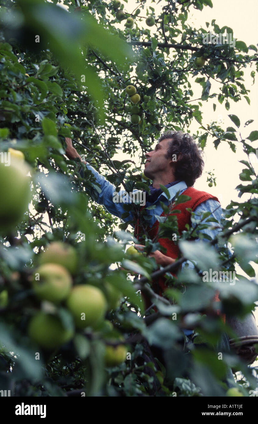 English apples orchard hi-res stock photography and images - Alamy