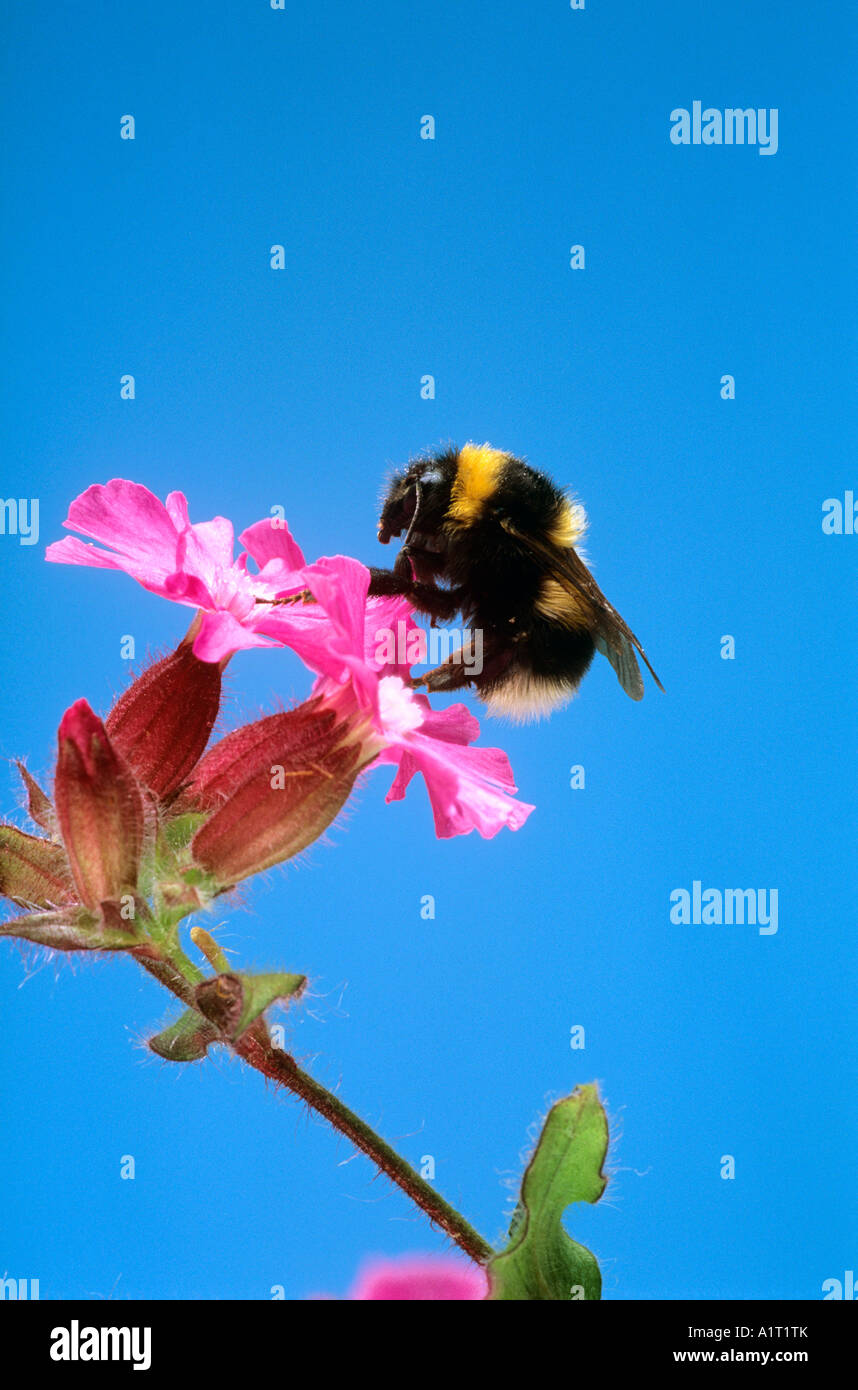 Bumble bee hi-res stock photography and images - Alamy