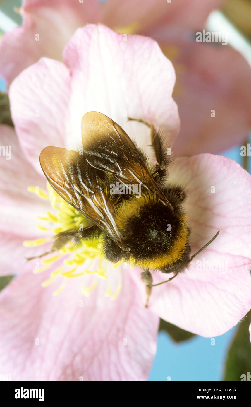Worker bumble bee hi-res stock photography and images - Alamy