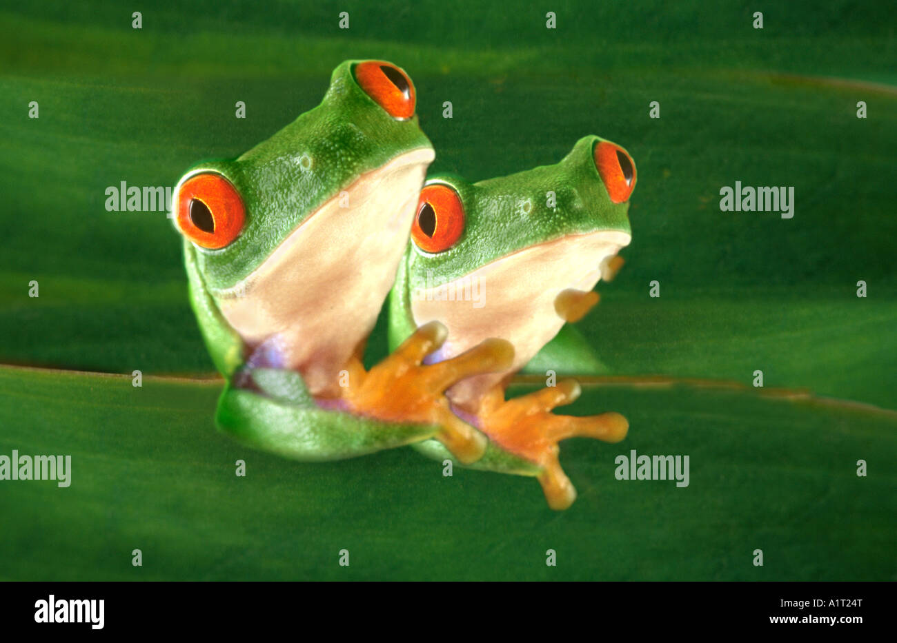 Two red eyed tree frogs Stock Photo - Alamy