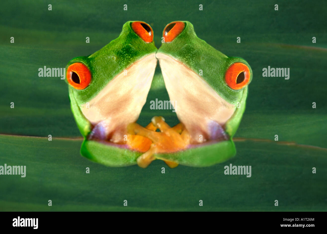 Cute tree frog hi-res stock photography and images - Alamy