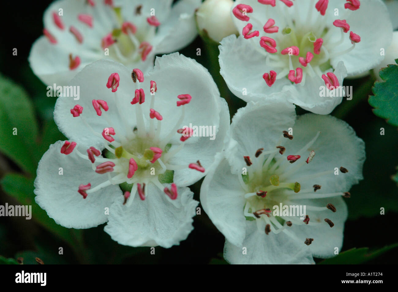 Hawthorne tree and spring flowers hi-res stock photography and images ...