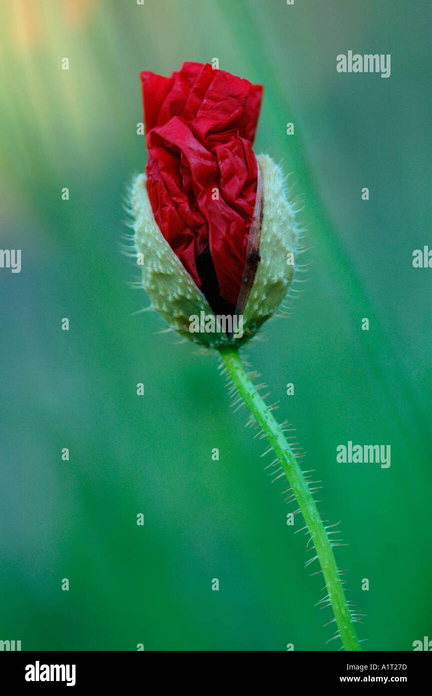 Bursting into flower hi-res stock photography and images - Alamy
