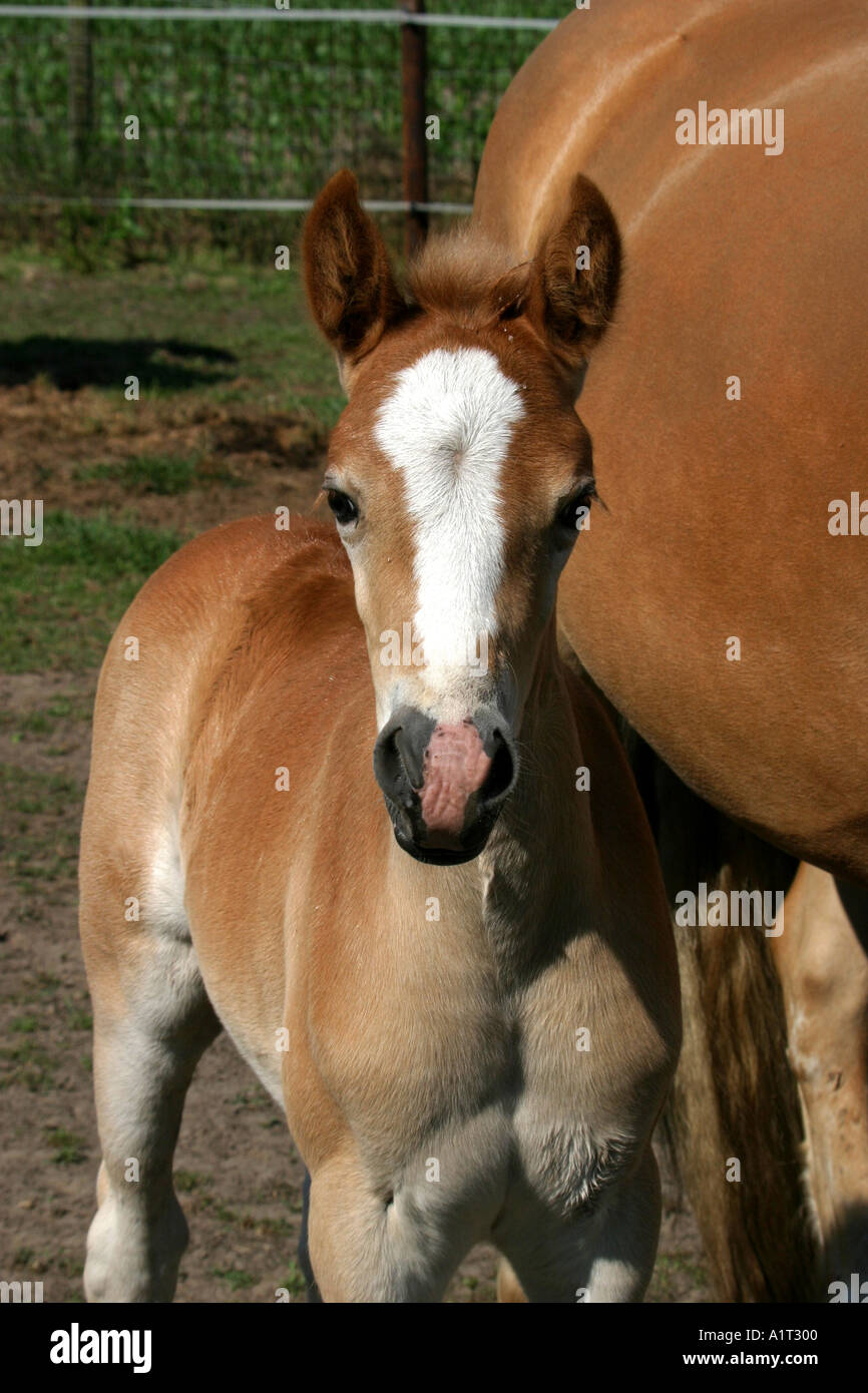 colt at the ranch Stock Photo - Alamy