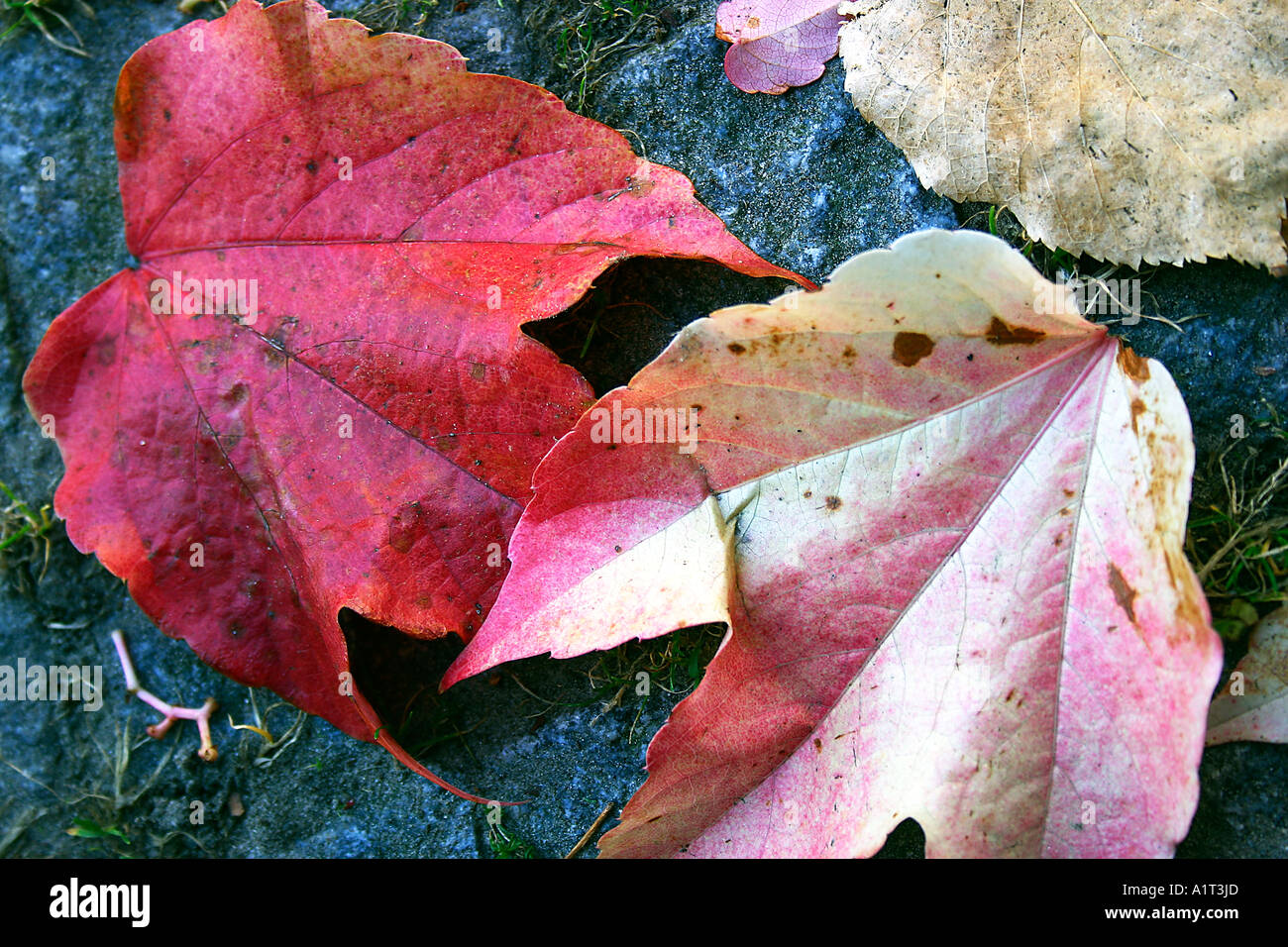 Leaf colored hi-res stock photography and images - Alamy