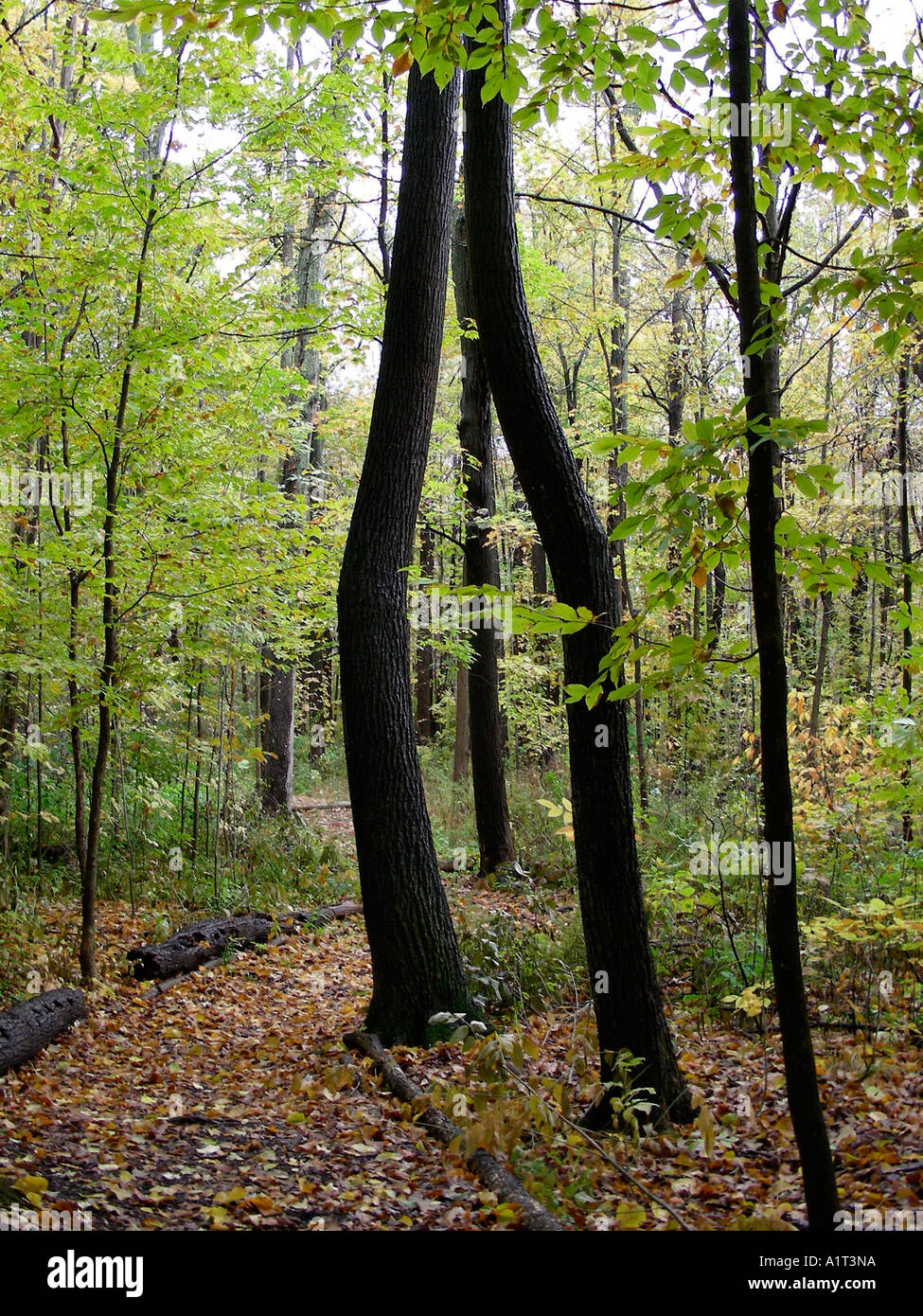 Two oddly shaped trees Stock Photo - Alamy