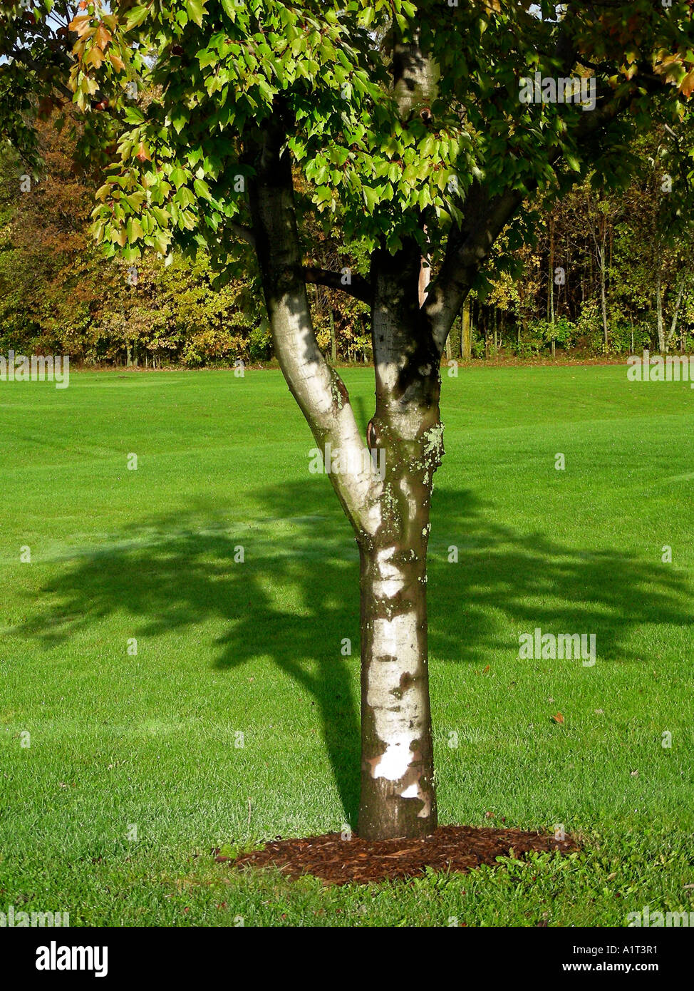 American birch hi-res stock photography and images - Alamy