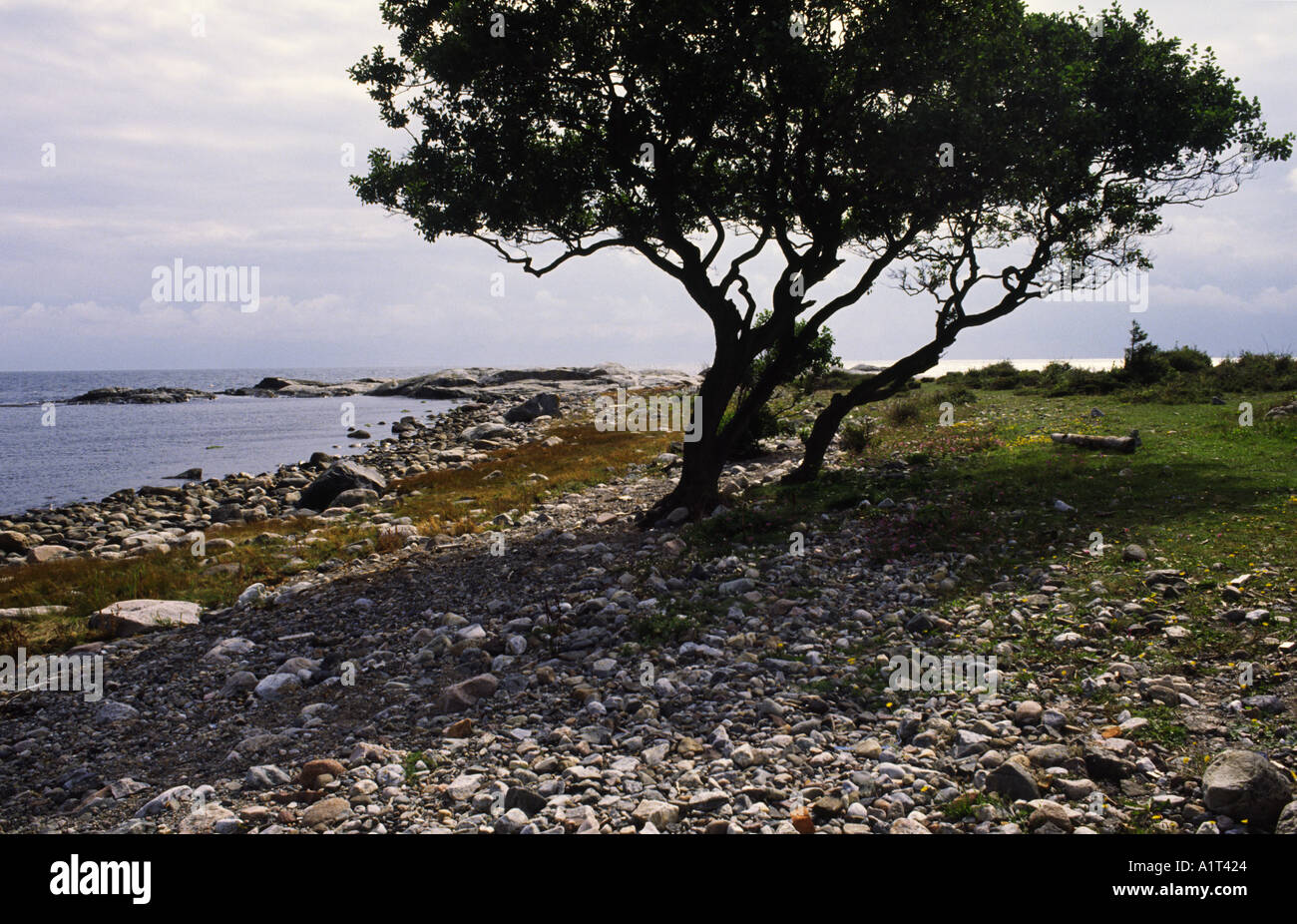 Lone windswept and gnarled black alder tree on the morainic rocky beach ...