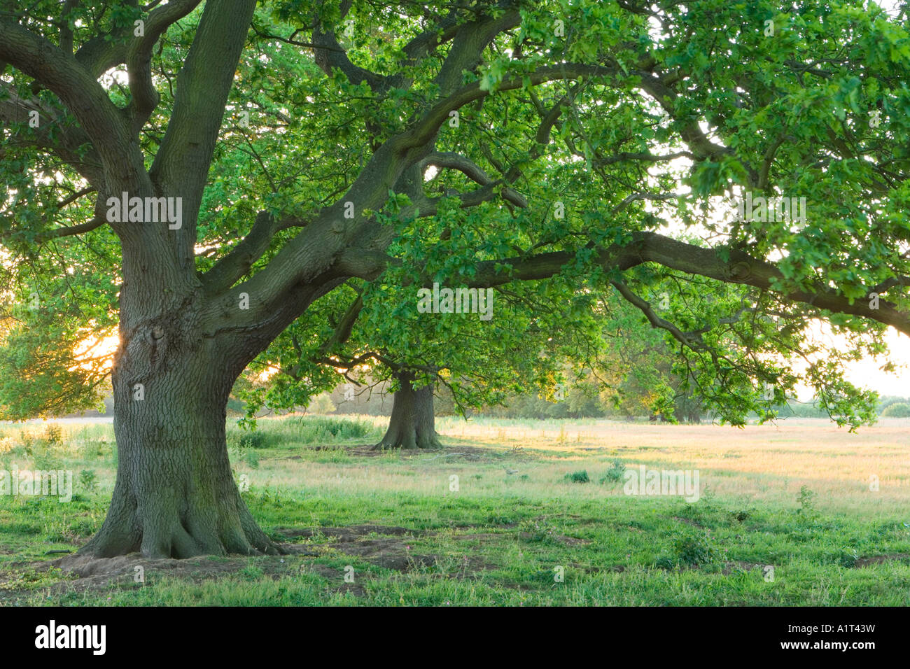Mighty oak tree hi-res stock photography and images - Alamy