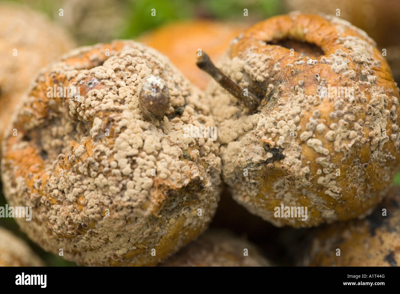 Rotting apples hi-res stock photography and images - Alamy