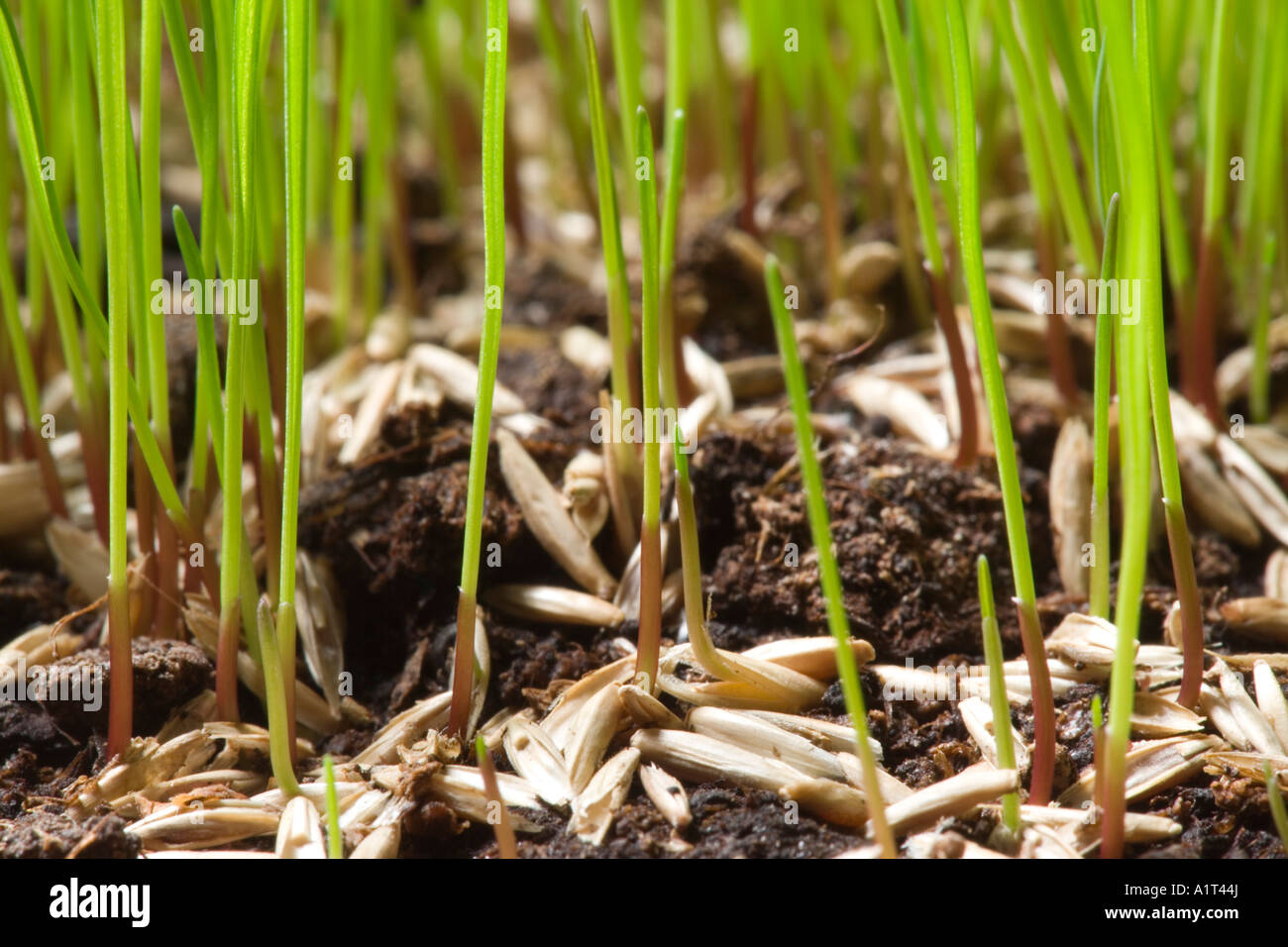 Monocotyledon seedling hi-res stock photography and images - Alamy