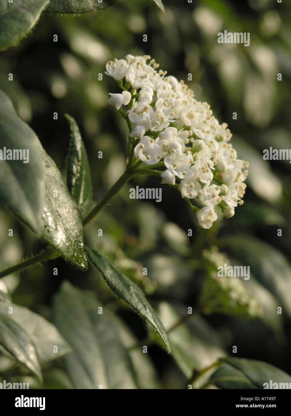 Laurustinus (Viburnum tinus Stock Photo - Alamy