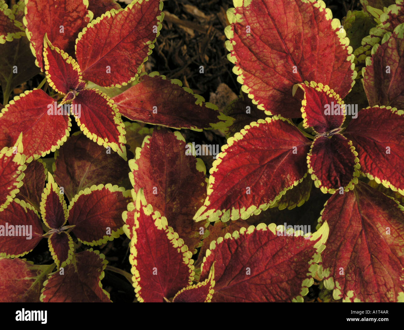 Coleus (Solenostemon scutellarioides syn. Coleus blumei Stock Photo - Alamy