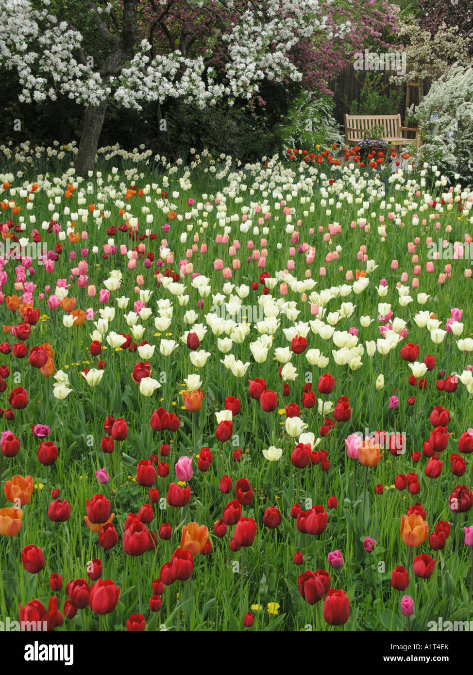 Orchard with tulips Stock Photo - Alamy