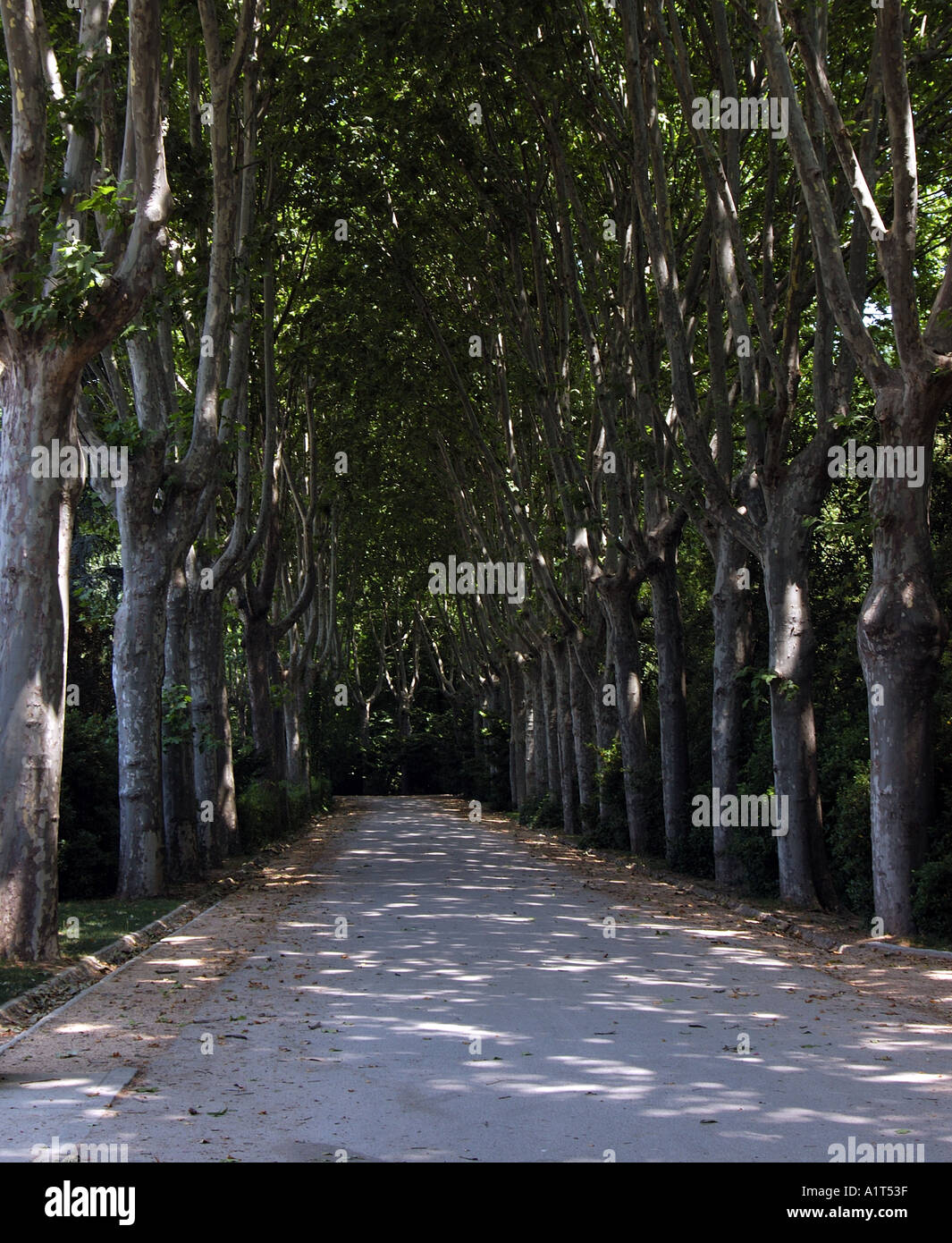 Tree trees spain avenue hi-res stock photography and images - Alamy