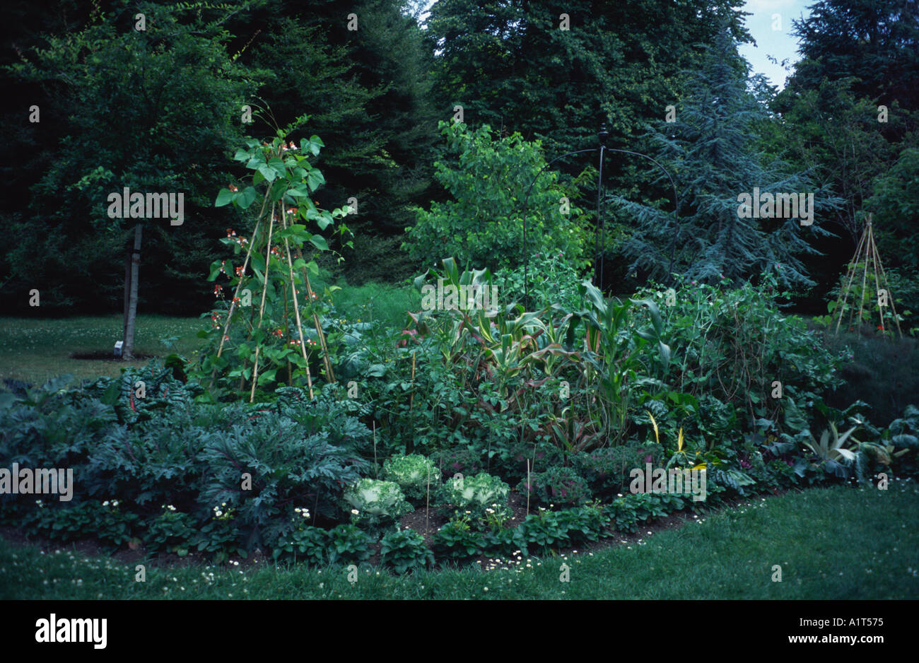 Vegetable patch Royal Victoria Park Bath Spa, Somerset, England UK ...