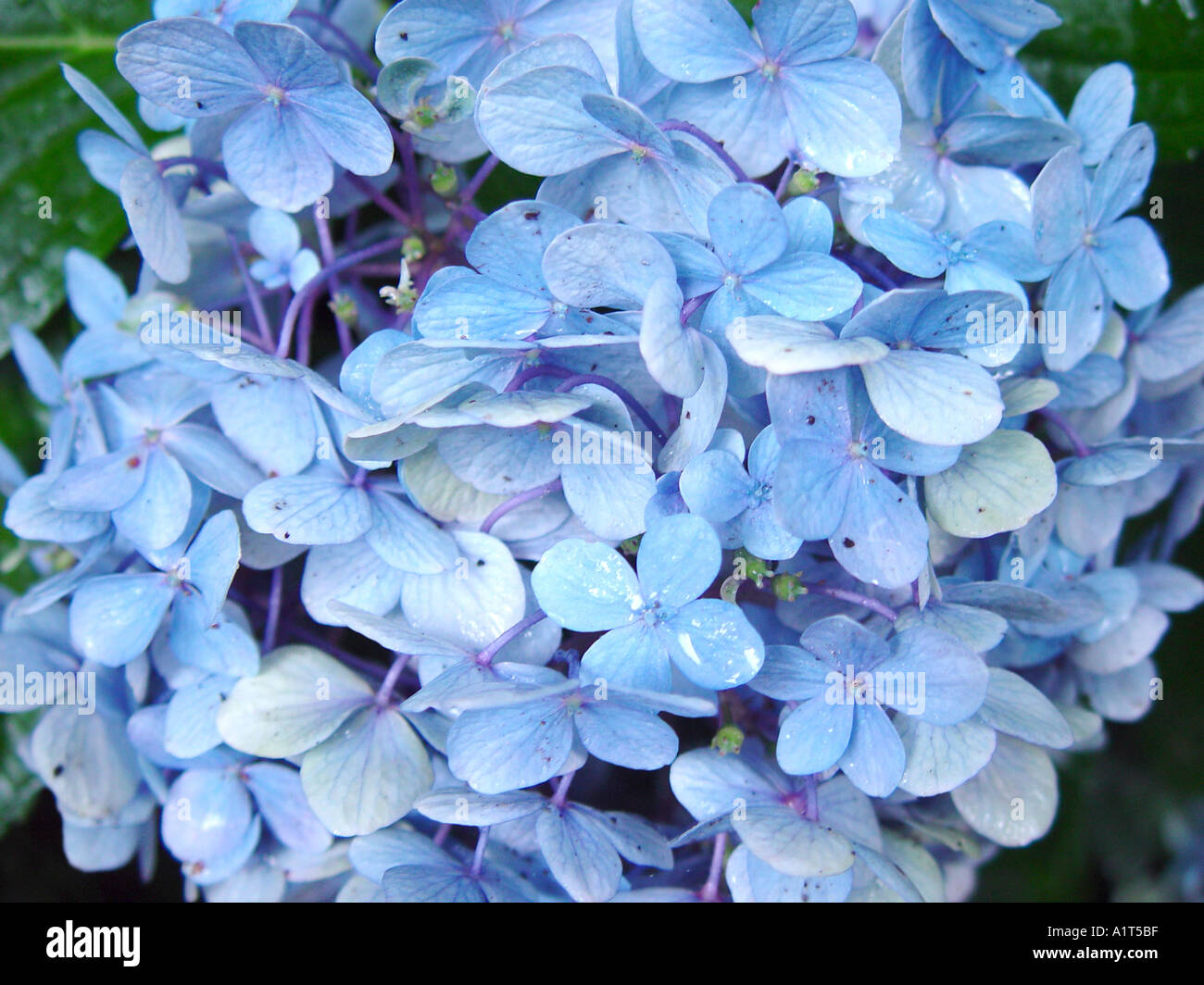 Light Blue Flowers Stock Photo - Alamy