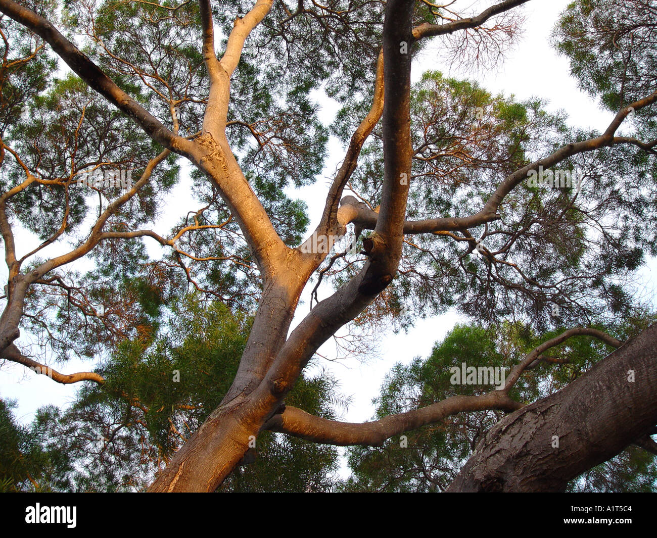 Tree Branches Stock Photo - Alamy