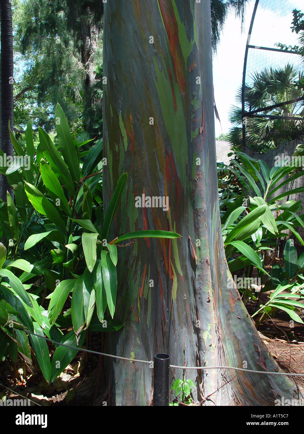 Colorful Tree Trunk Stock Photo - Alamy