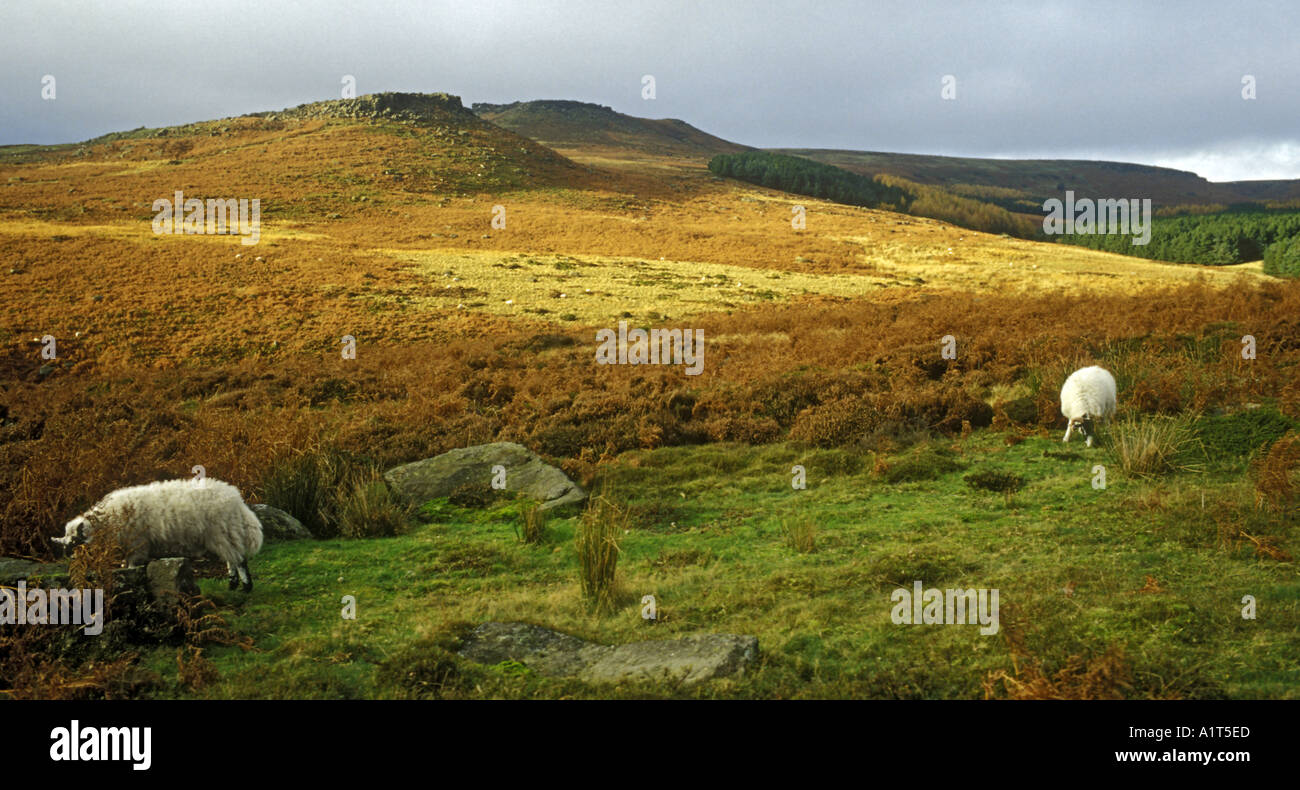 Derbyshire gritstone sheep hi-res stock photography and images - Alamy