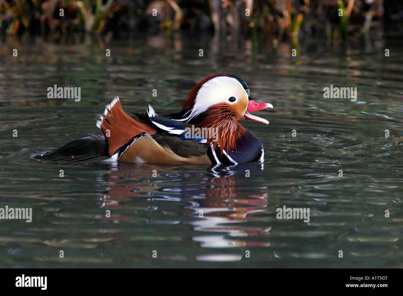 Mandarin Duck male Stock Photo - Alamy