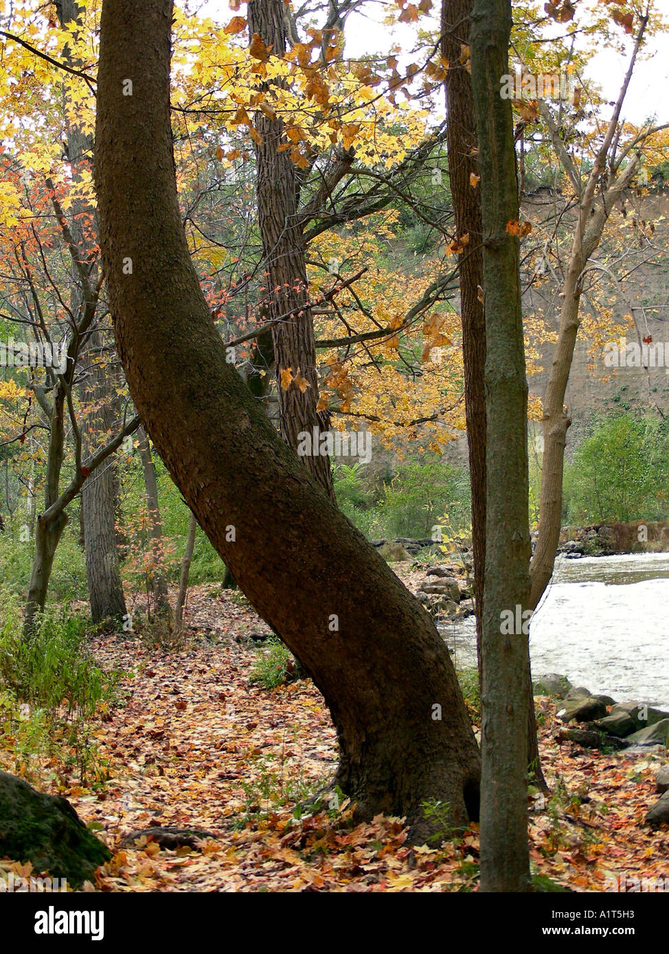 Curved tree trunk Stock Photo - Alamy