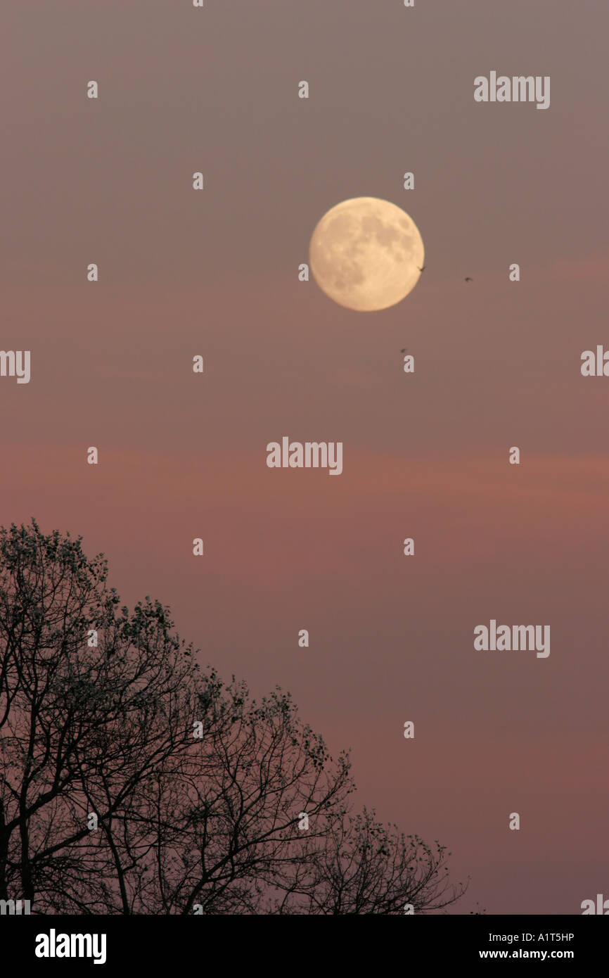 Moon and tree silhouette Stock Photo - Alamy