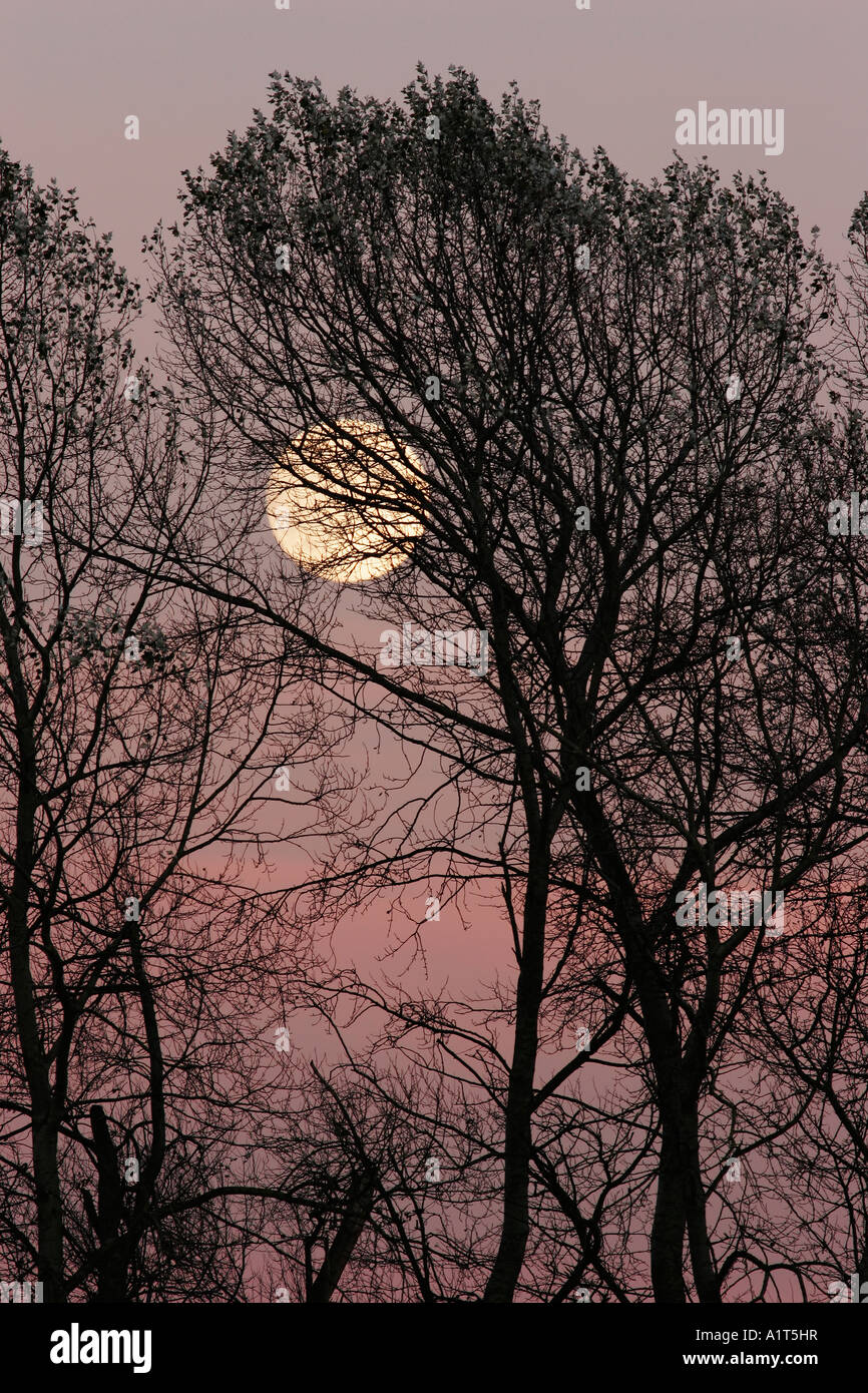 Moon against tree silhouette Stock Photo - Alamy