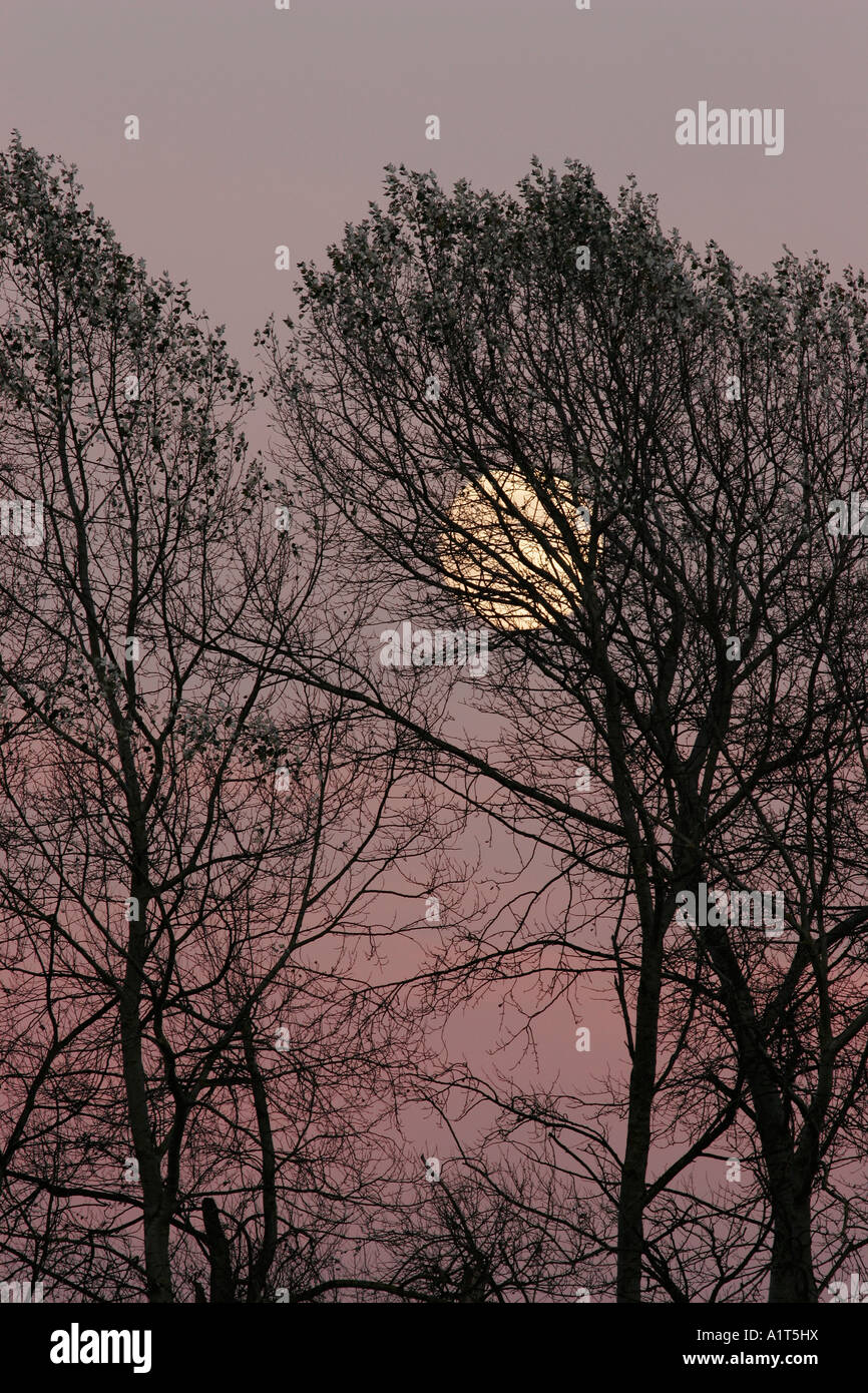 Moon and tree silhouette Stock Photo - Alamy