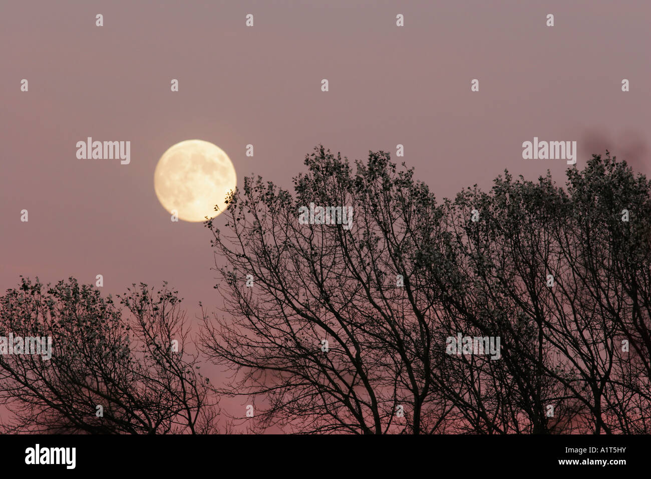 Moon and tree silhouette Stock Photo - Alamy