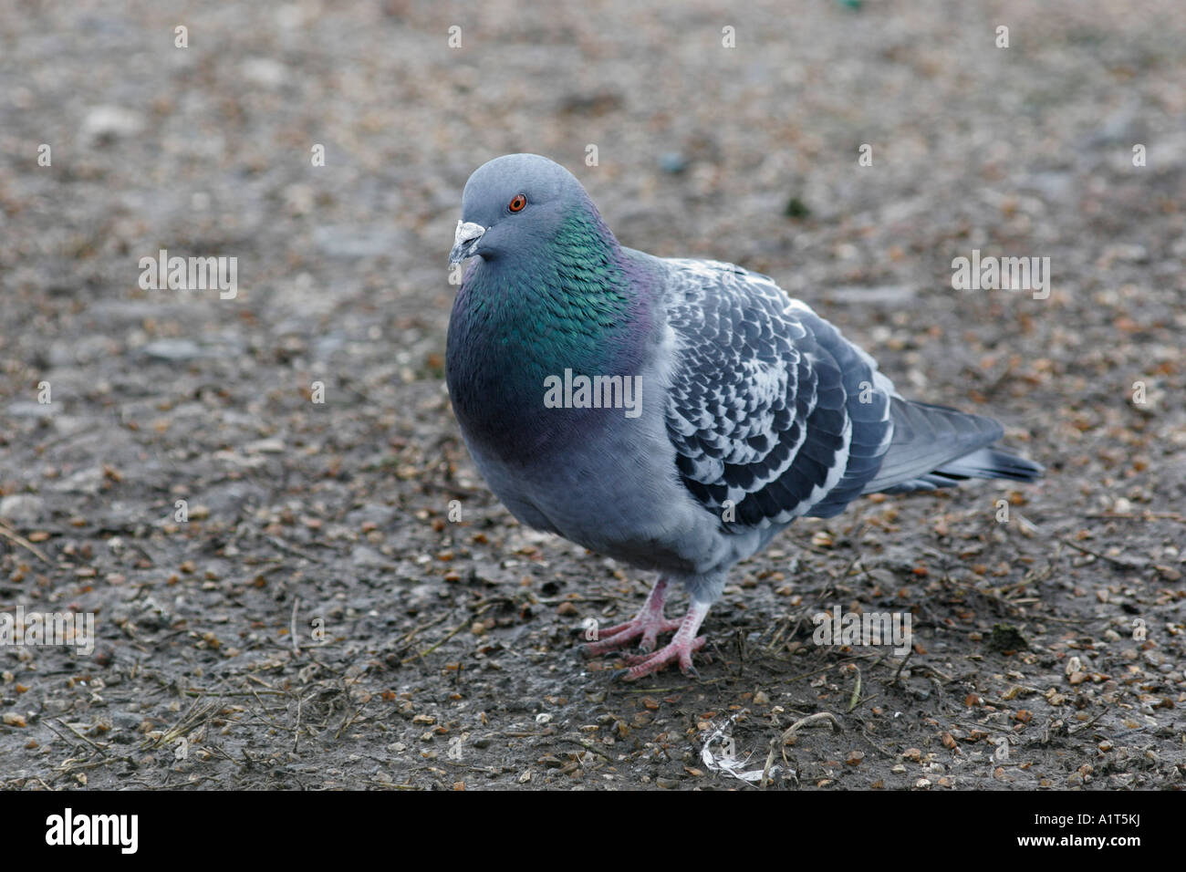 Feral pigeon uk hi-res stock photography and images - Alamy