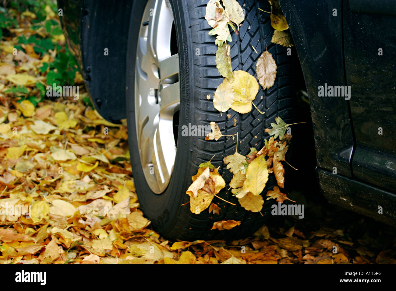 Car tyre with colourful leaves Stock Photo - Alamy