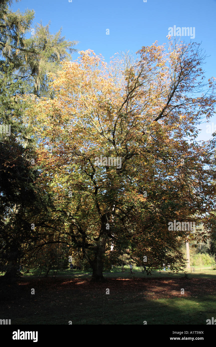 Trees Autumn colours Westonbirt Arboretum Gloucestershire England Stock ...