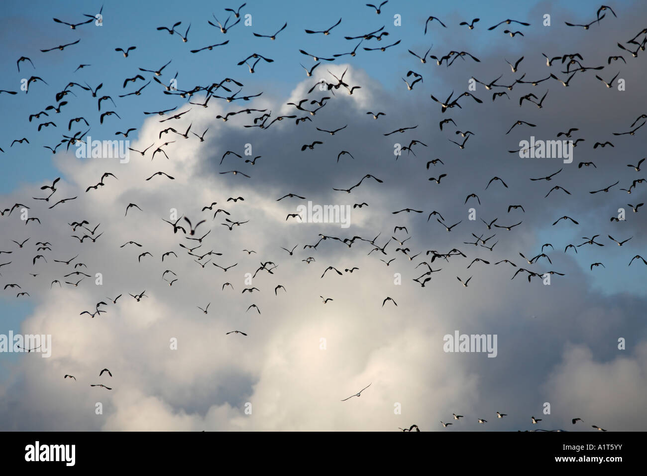 Lapwing against the sky hi-res stock photography and images - Alamy