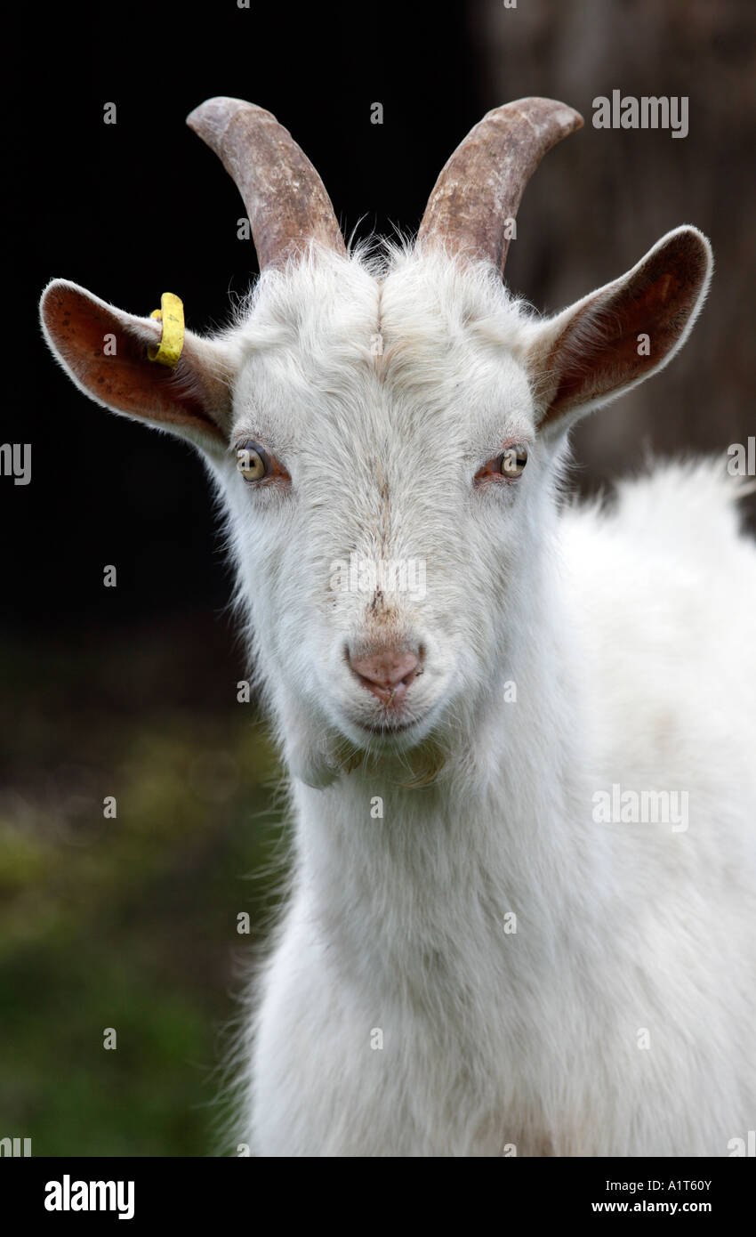 Domestic Farm Goat Stock Photo - Alamy