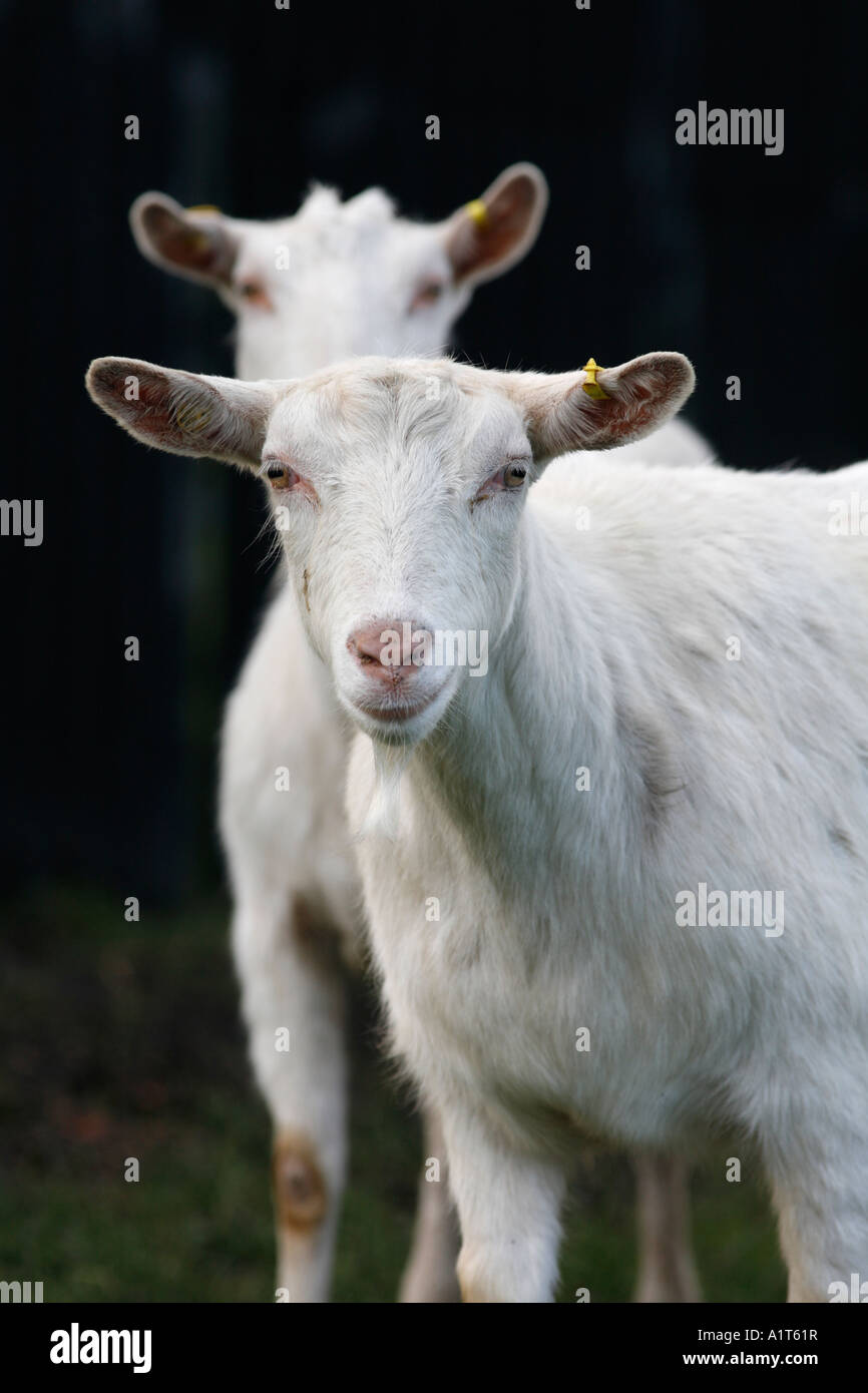 Domestic Farm Goat Stock Photo - Alamy