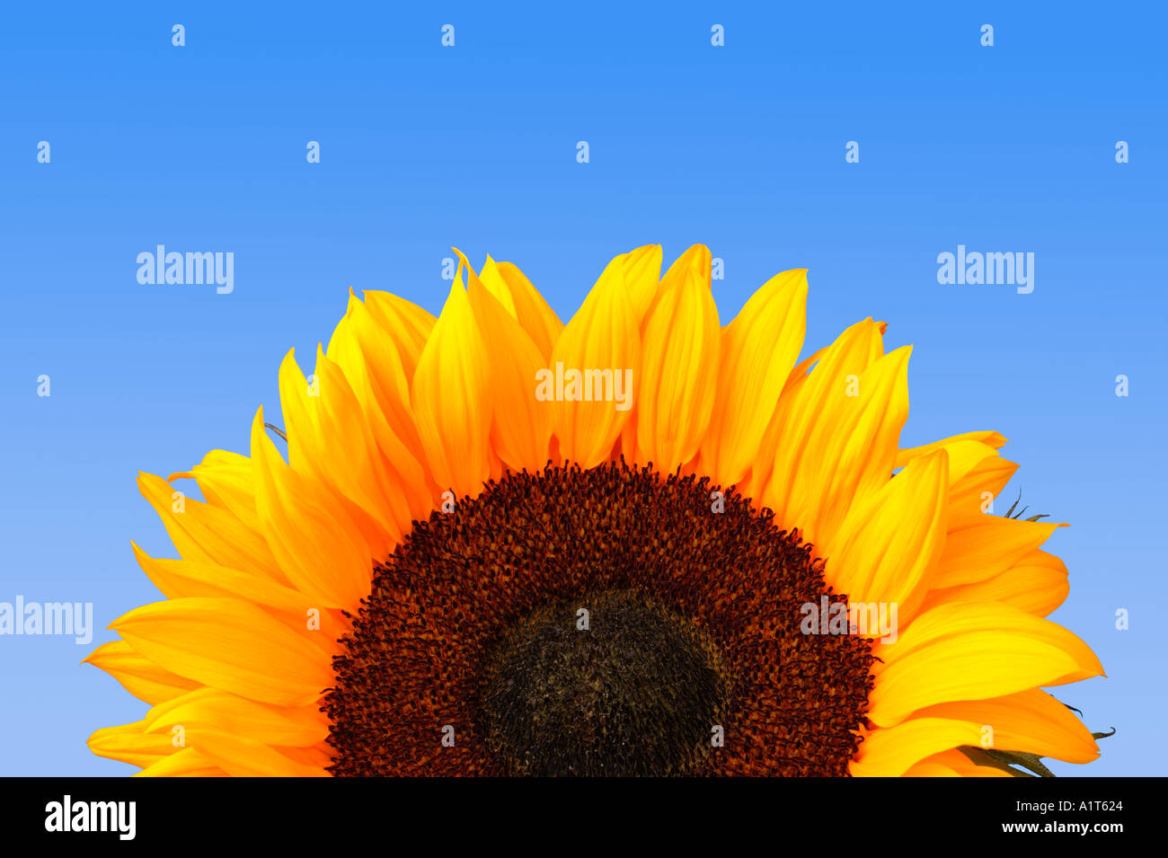Sunflower Half Bottom Stock Photo - Alamy