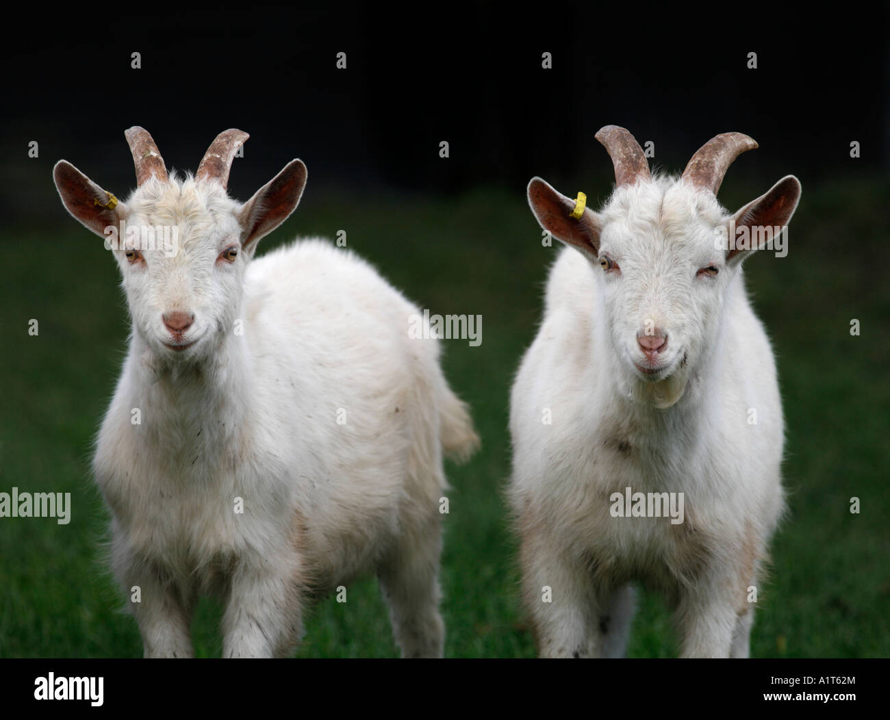 Domestic Farm Goat Stock Photo - Alamy
