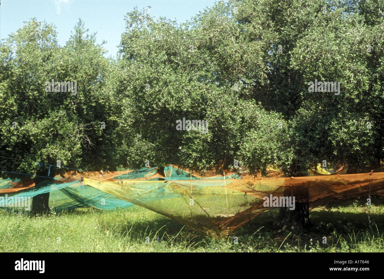 Olive catching hi-res stock photography and images - Alamy