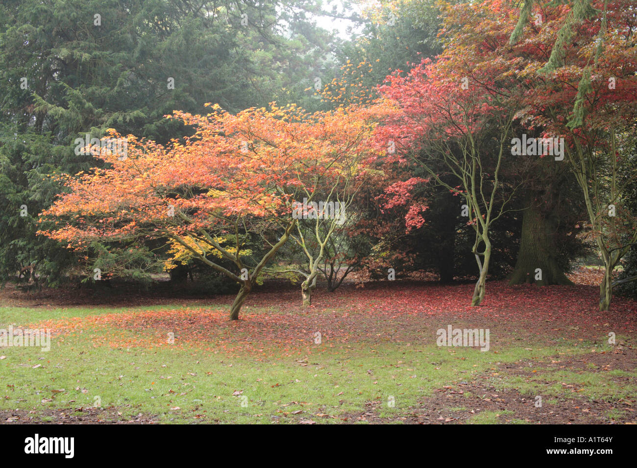 Trees Autumn colours Westonbirt Arboretum Gloucestershire England Stock ...