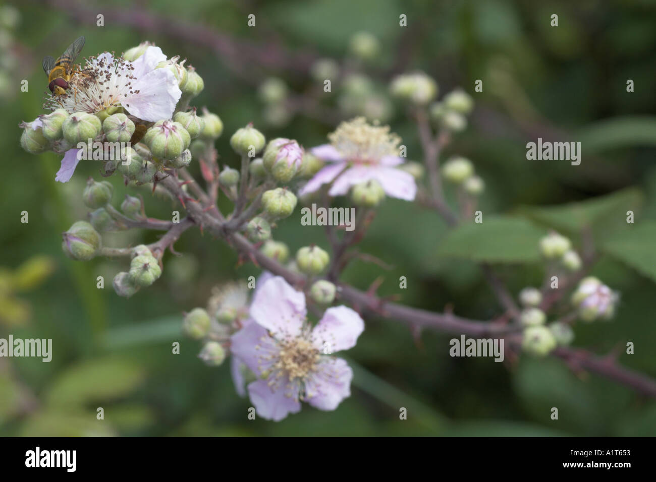 Bramble Rubus fruticosus flowering in late spring Stock Photo - Alamy