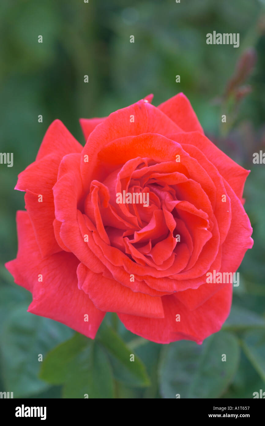 Red rose bloom Stock Photo - Alamy