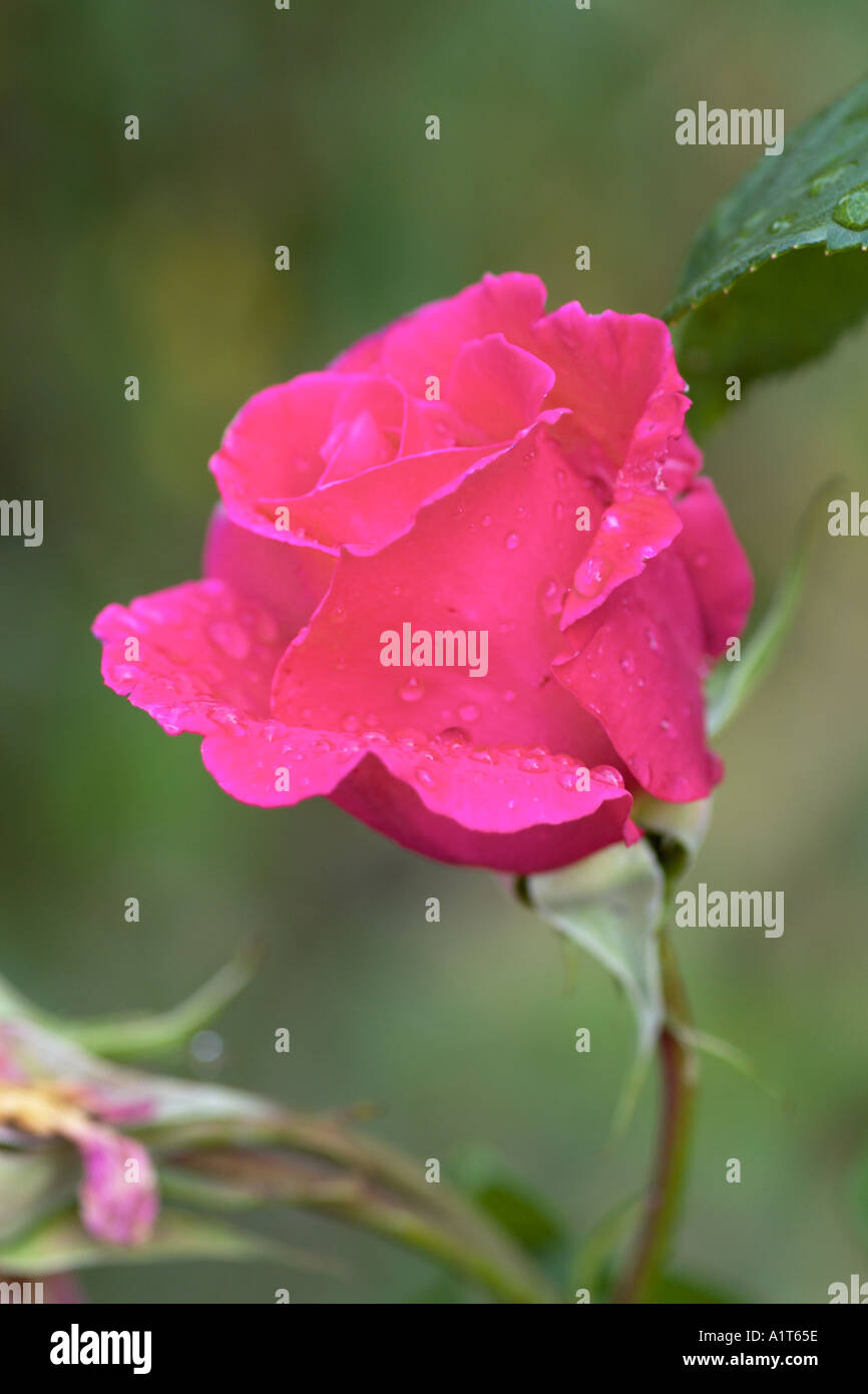 Pink Rose bud opening after the rain Stock Photo - Alamy