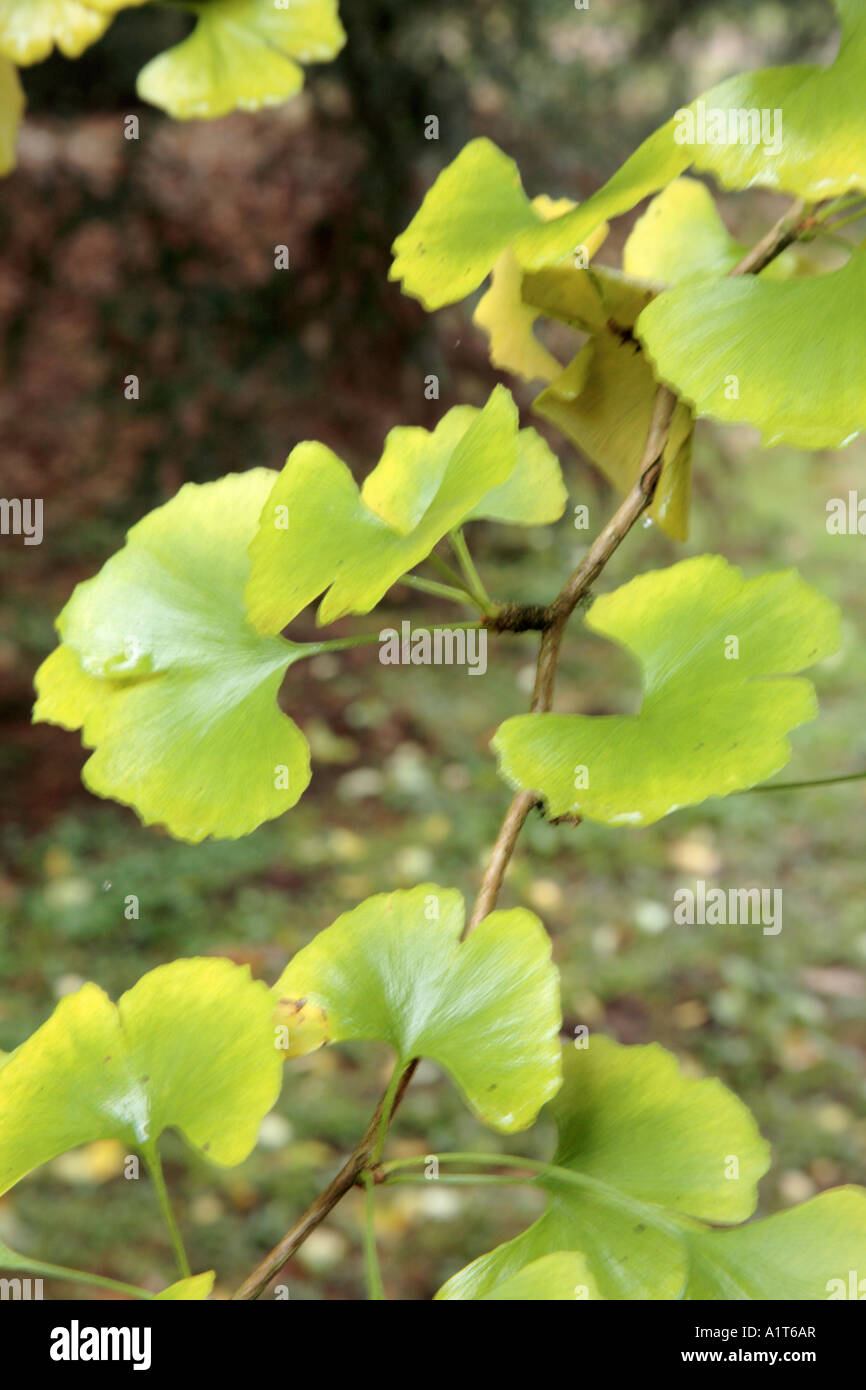 Ginkgo Biloba, Trees Autumn colours Westonbirt Arboretum ...
