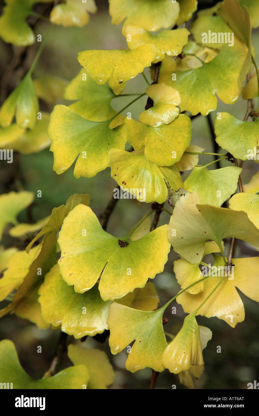 Ginkgo Biloba, Trees Autumn colours Westonbirt Arboretum ...