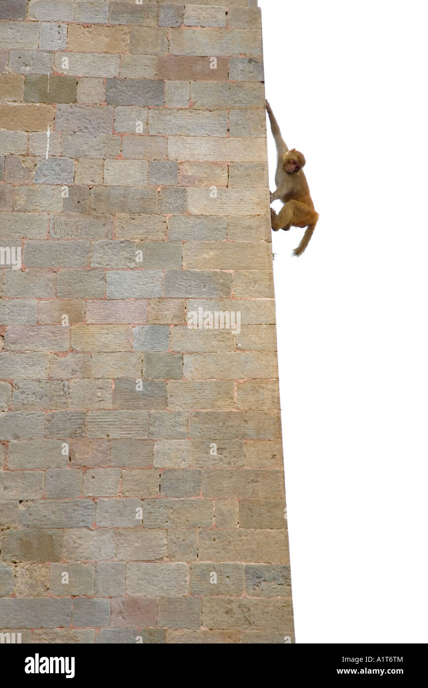 Monkey climbing wall hi-res stock photography and images - Alamy