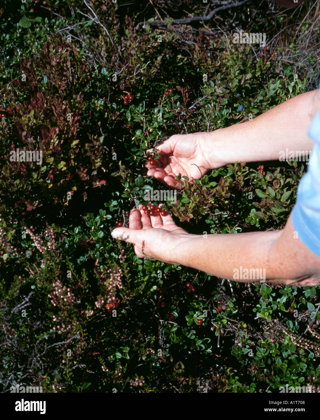 Romeriksasene hi-res stock photography and images - Alamy